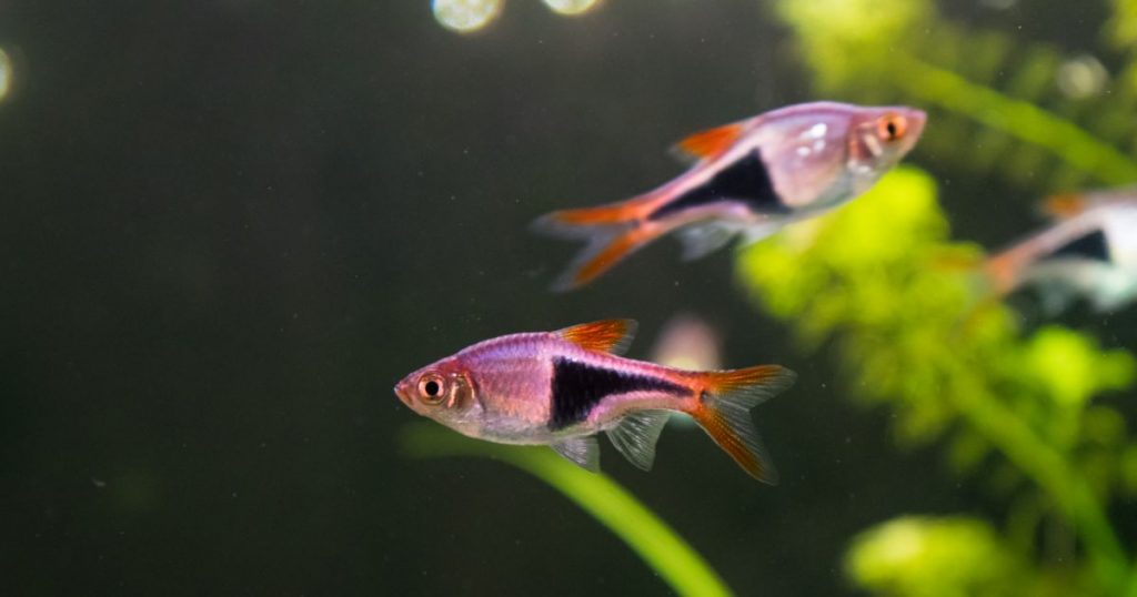 The Chili Rasbora Fish: Everything You Need to Know